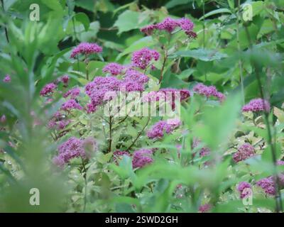 Blühende Pflanzen (Angiospermae), Plantae, Colborne Lodge Dr in Bloor ...