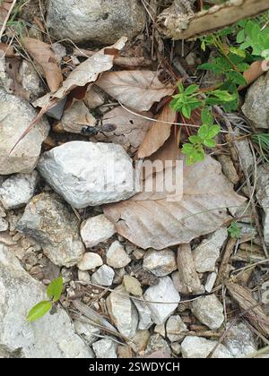 Ameisen, Bienen und typische Wasps (Aculeata), Insecta, 381 01 Krumau ...