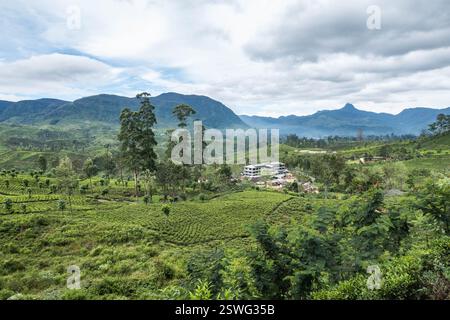 Blick auf Mount Adams vom Pekoe Trail, Hatton, Sri Lanka ...