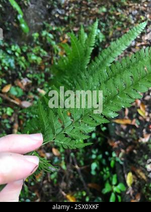 Heuduft (Microlepia strigosa), Plantae, Kamikoshikicho Nakakoshiki ...