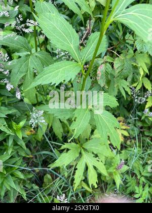 Blue Ridge Cutleaf Coneflower (Rudbeckia laciniata humilis), Plantae ...