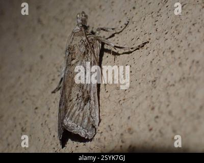 Blue Cactus Borer (Melitara dentata), Insecta, Val Marie, SK S0N 2T0 ...