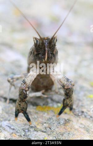 Ein Flusskrebs (Faxonius limosus), amerikanische Krebse, invasive Arten ...