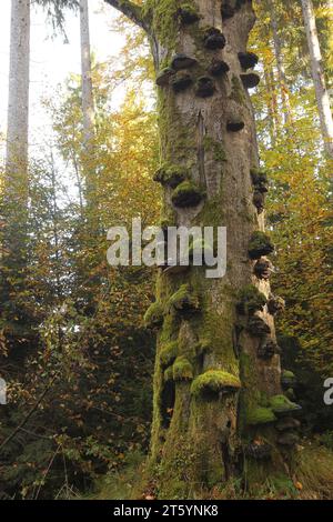 Totholz Buche (Fagus Sylvatica) bewachsen mit Moos und Pilze ...