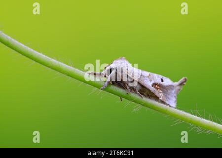 Ein Motten Insekten, die im Pflanzenstamm lauern, machen Fotos in der ...