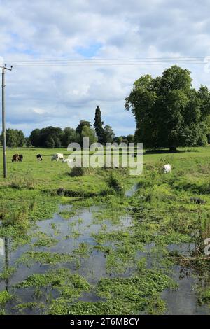Blick auf Nailbourne und Kühe, die im Park weiden, von Bourne Park Lane ...
