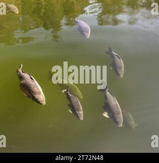 Karpfenherde im Teich, Eurasischer oder europäischer Karpfen auf ...