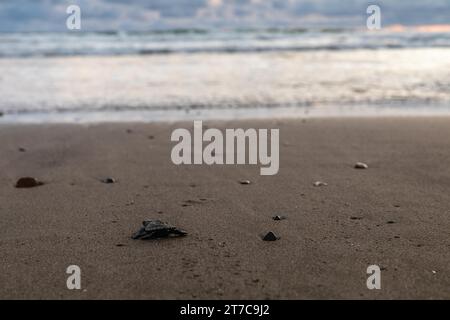 Die junge Oliven-ridley-Meeresschildkröte (Lepidochelys olivacea) läuft ...