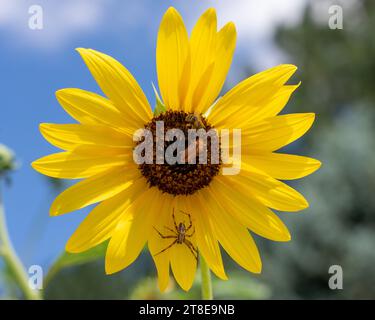 Eine zweifleckige Miner Bee, Andrena Accepta, sammelt Pollen auf einer ...