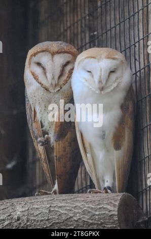 12.11.2023, Poing, DE, unterwegs in Deutschland, Fototermin, Themenbild, Verschiedene ...