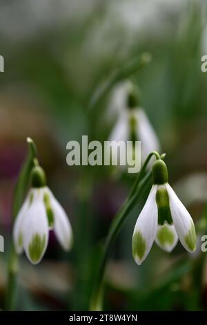 Galanthus Joe Spotted, virescent Hybrid Schneeglöckchen, grüne ...