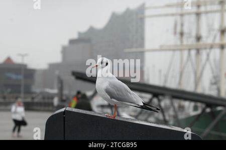 Eine Möwe sitzt bei Hamburger Schietwetter auf einem Müllbehälter auf ...