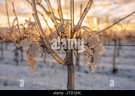 Wenn die Sonne untergeht, wird eine gefrorene Traube zu einem Juwel im ...