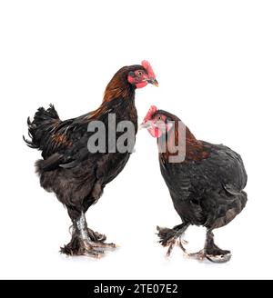 Marans Huhn vor weißem Hintergrund Stockfotografie - Alamy