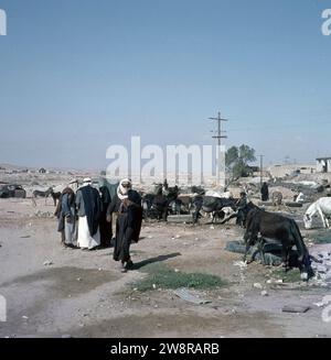 Bersheba. Eine Gruppe von Eseln am Stadtrand an einer Müllhalde für ...