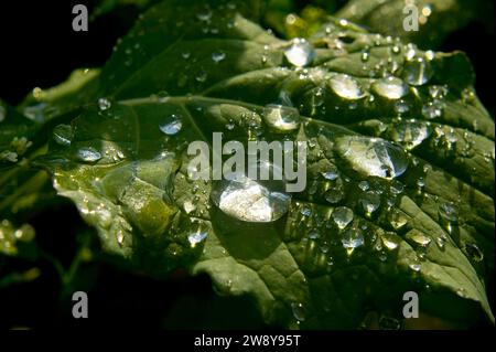 Tautröpfchen Tauen ist ein nebelnder Niederschlag von flüssigem Wasser ...
