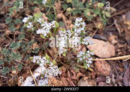 Limonium lobatum ist ein einjähriges Kraut, das im Südosten Spaniens ...