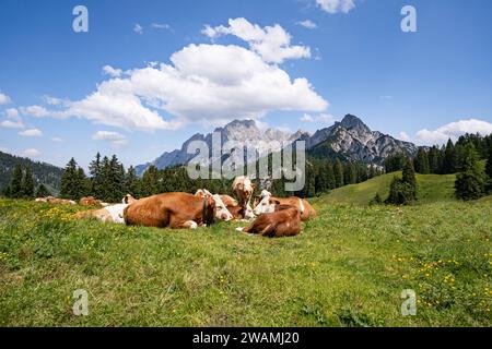 Almpanorama - rotbunte Kühe liegt entspannt auf einer grünen Alm mit einem majestätischen ...