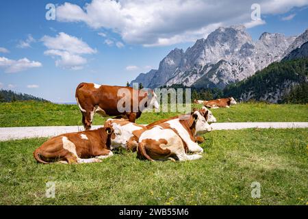 Fleckvieh - Kühe liegt entspannt an einem Wanderweg auf einer sommerlichen Alm, Symbolfoto ...