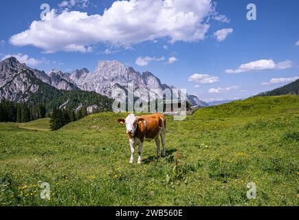 Alm-Idylle, zwei Fleckvieh - ein Rind auf einer Alm mit imposanten Bergen im Hintergrund ...