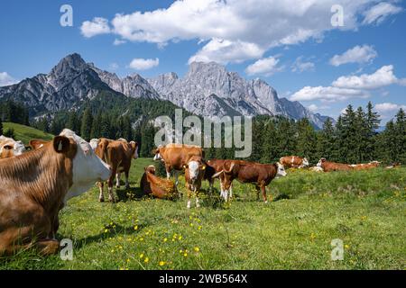 Alm-Idylle, Fleckvieh, Kuh-Herde auf einer Alm mit Alpenpanorama im Hintergrund. Idyllische ...