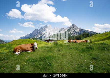 Alpenpanorama - Kühe liegt entspannt auf einer Alm mit prächtigem Gebirge im Hintergrund ...