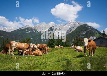 Almpanorama - rotbunte Kühe auf einer grünen Alm mit Gebirgszug der Alpen im Hintergrund ...