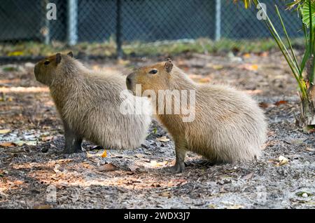 Neapel, Usa. Januar 2024. SOUTHERN SCREAMER in Naples Zoo Animal ...