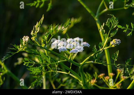 Conium maculatum, umgangssprachlich als Hanlock, Poison Hemlock oder ...