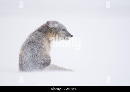 Der polarfuchs Alopex lagopus verwandelt sich in sein Winterfell und ...