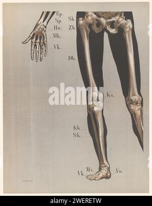 Anatomie der Knochen in der Hand, Beine und Füße, Sybolt Berghuis, 1869 ...