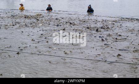 SUZHOU, CHINA - 2. FEBRUAR 2024 - Fischer fangen am Cheng Lake ...