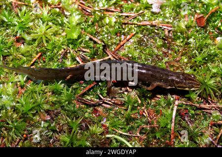 Glatter Molch, Teichmolch, triton ponctué, Triturus vulgaris, pettyes ...