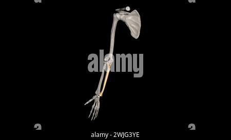 Die Ulna ist einer von zwei Knochen, aus denen der Unterarm besteht ...