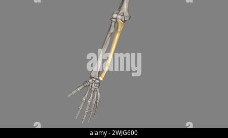 Die Ulna ist einer von zwei Knochen, aus denen der Unterarm besteht ...