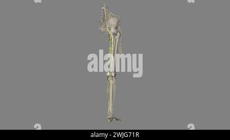 Nerven des Plexus femoralis, lateral, lumbalis Stockfotografie - Alamy