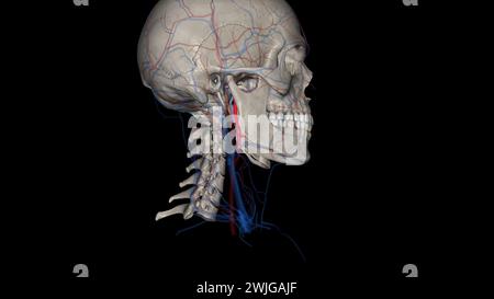 Die Arteria carotis externa ist eine Hauptarterie des Kopfes und ...