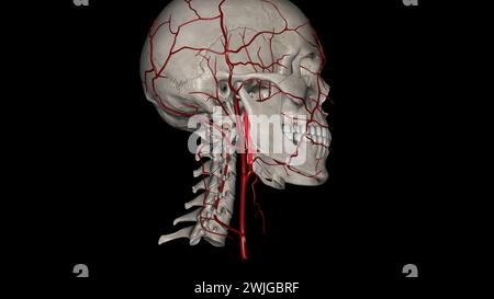 Die Arteria carotis externa ist eine Hauptarterie des Kopfes und ...