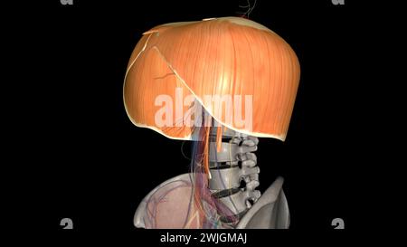 Das Zwerchfell ist ein Muskel, der Ihnen beim ein- und Ausatmen (ein ...
