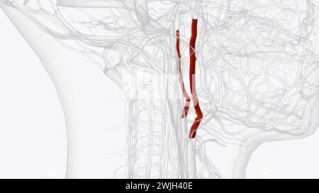 Die Arteria carotis externa ist eine Hauptarterie des Kopfes und ...