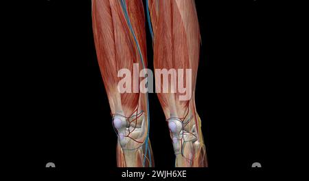 Das Knie verbindet den Oberschenkelknochen (Femur) mit dem ...