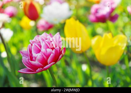 Blühende rosa Doppelblätter Columbus Tulpenblüte im Garten draußen ...