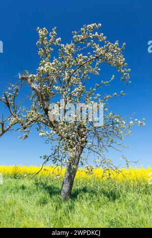 Blühender alter Apfelbaum malus, dahinter ein Rapsfeldbrassica napus in ...