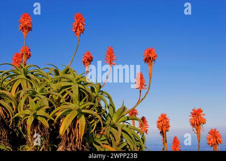 Blühende Aloe Vera