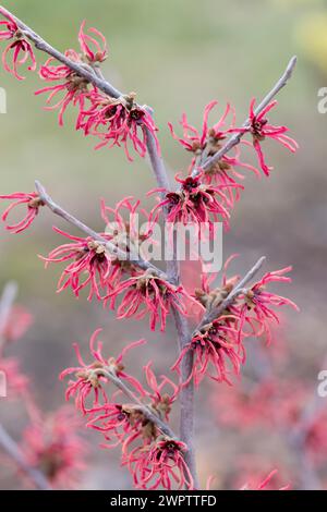 Blumen Zaubernuss (Hamamelis 'Ruby Glow' Stockfotografie - Alamy