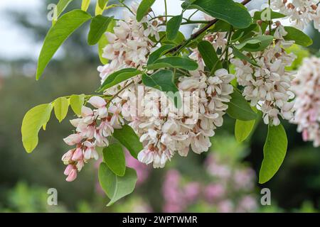 Robinia (Robinia pseudoacacia 'Unifoliola'), Cambridge Botanical Garden ...