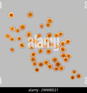 Staphylokokken Staphylococcus pyogenes aureus, Bakterien, die für ...