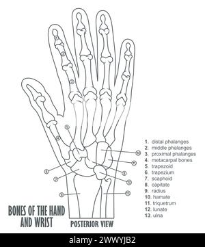 Anatomie der menschlichen Hand und Finger Knochen. Ansicht von oben ...