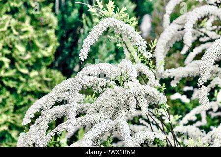 Blühender Busch der Spirea Vangutta im Frühlingsgarten. Die Leute ...