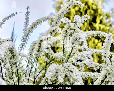 Blühender Busch der Spirea Vangutta im Frühlingsgarten. Die Leute ...